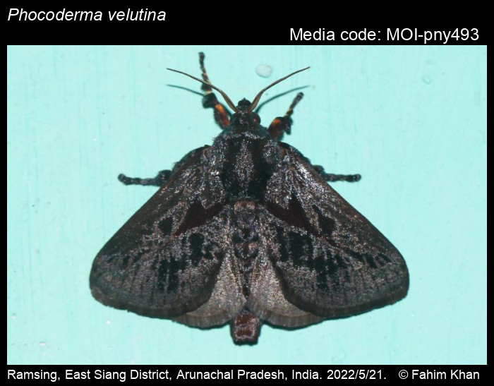 Phocoderma velutina (Kollar, [1844]) - | Moths